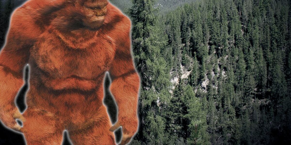 15 reported Bigfoot sightings in QCA, data shows 15 reported Bigfoot sightings in QCA, data shows
